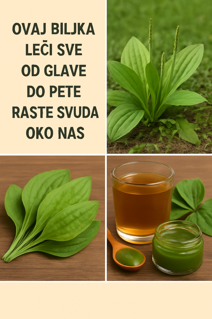 OVA BILJKA LIJEČI SVE od glave do pete. Raste svuda oko nas – Balkan Fit