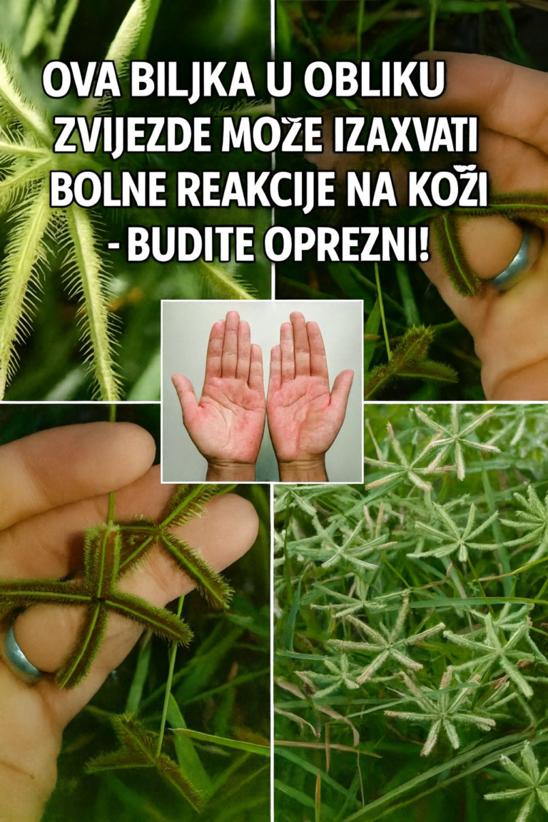 Divlja biljka u obliku zvijezde: Zdravstvene prednosti i skrivene ...