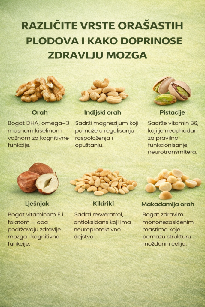 🧠 Različite vrste orašastih plodova i kako doprinose zdravlju mozga ...